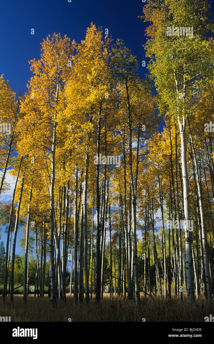 Aspen trees (Populus tremuloides Stock Photo - Alamy