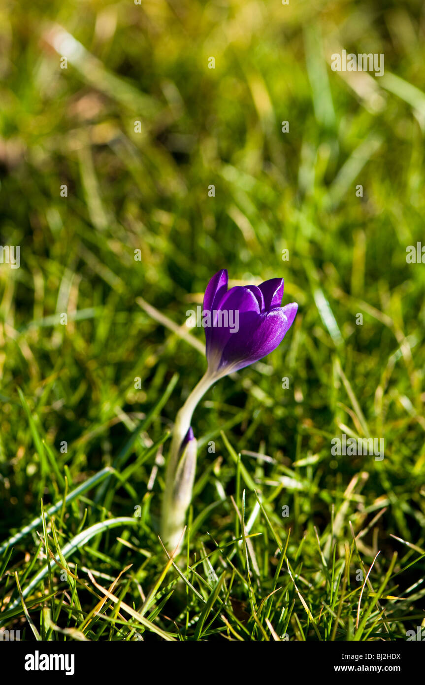 Crocus tommasinianus ‘ruby giant’ hi-res stock photography and images ...