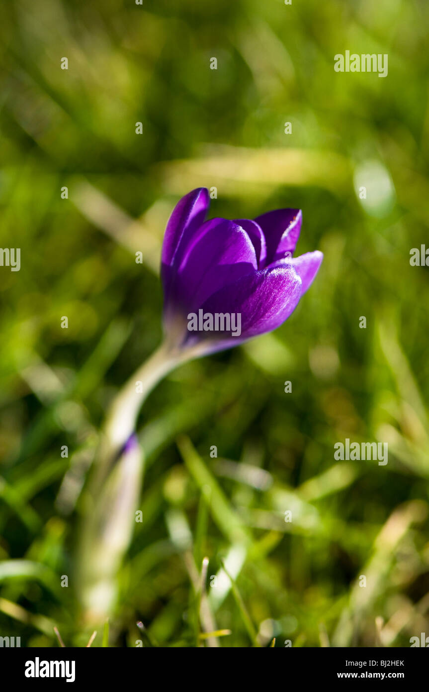 Crocus tommasinianus ‘ruby giant’ hi-res stock photography and images ...
