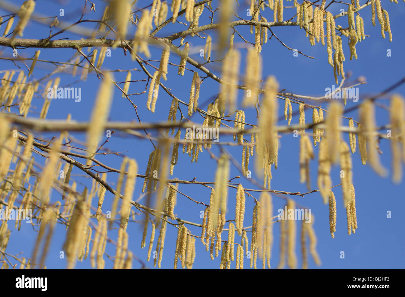 Hazelnut catkins (Corylus cornuta Stock Photo - Alamy