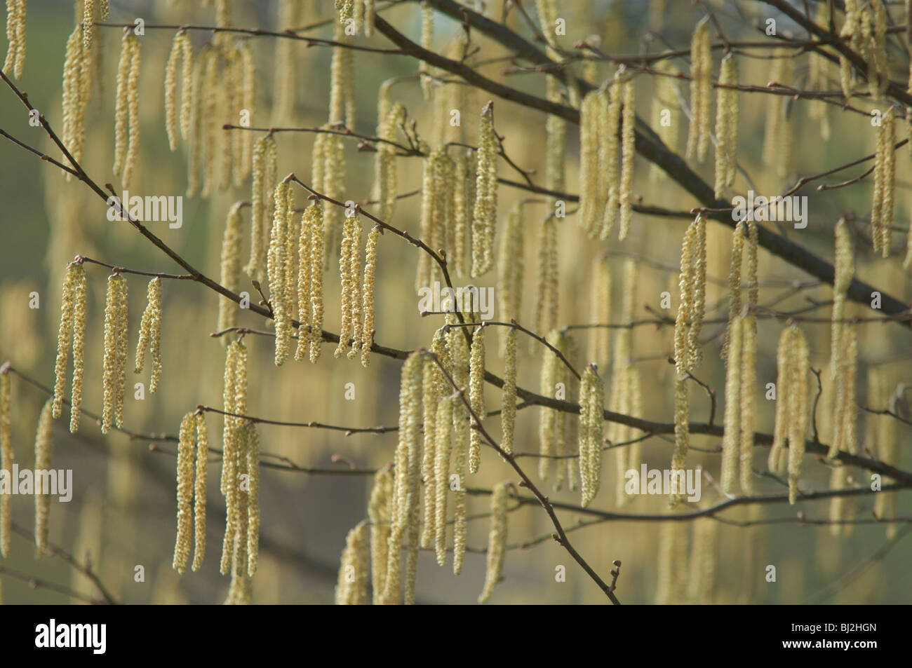 Hazelnut catkins (Corylus cornuta Stock Photo - Alamy