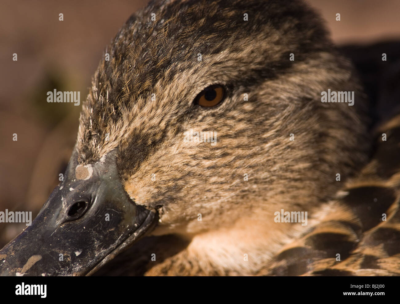 Mallard duck head hi-res stock photography and images - Alamy