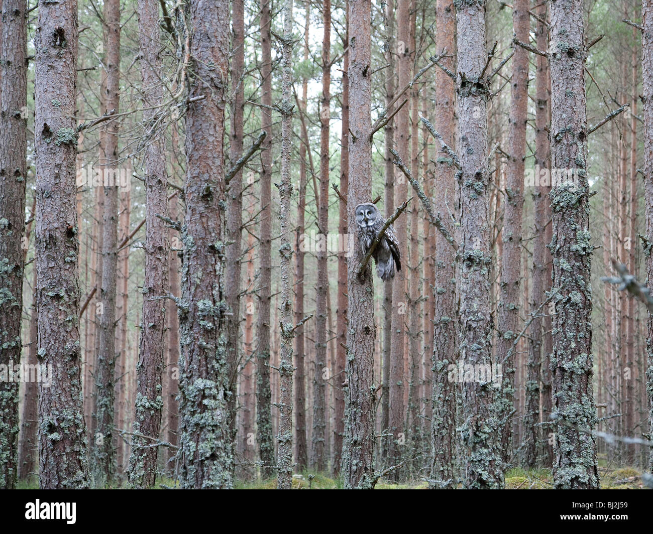 Scottish pine forest hi-res stock photography and images - Alamy