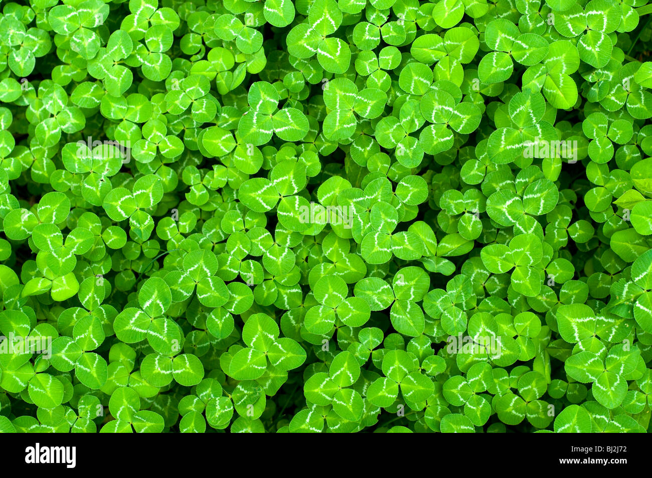 Liver clover hi-res stock photography and images - Alamy