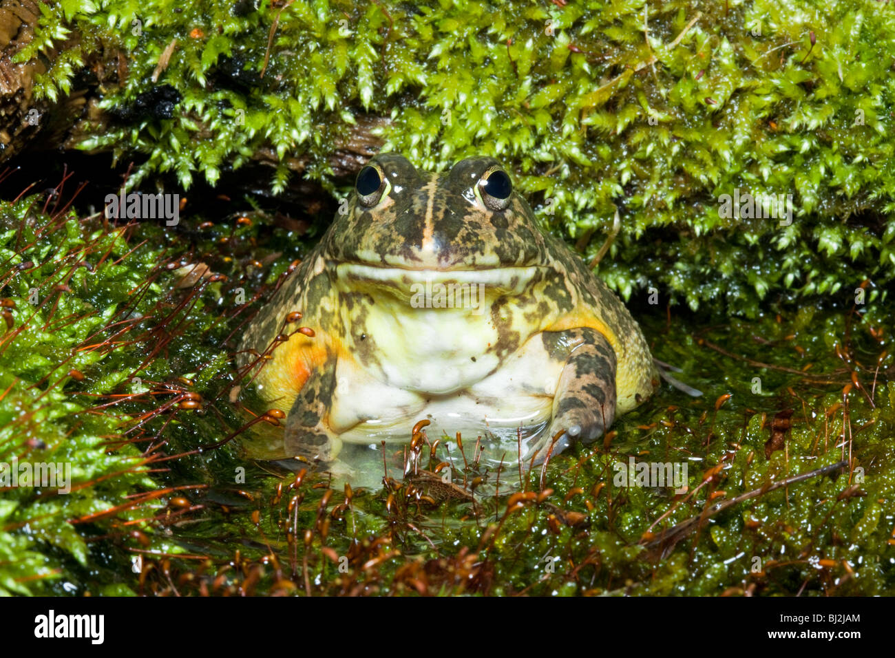 African Bullfrog High Resolution Stock Photography and Images - Alamy