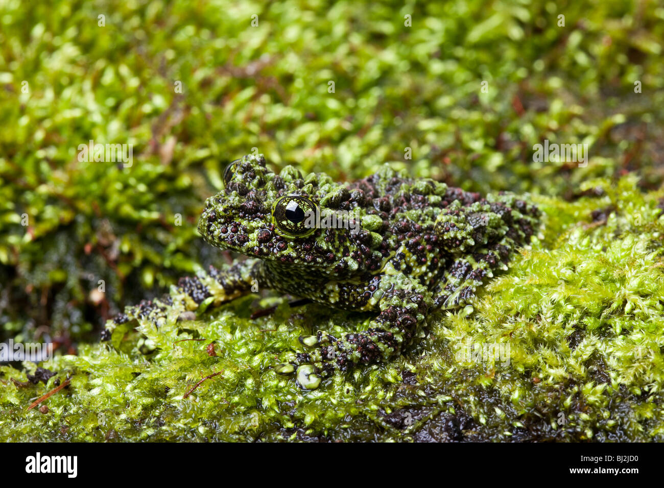 Mossy Frog, Theloderma corticale, Vietnam Stock Photo - Alamy