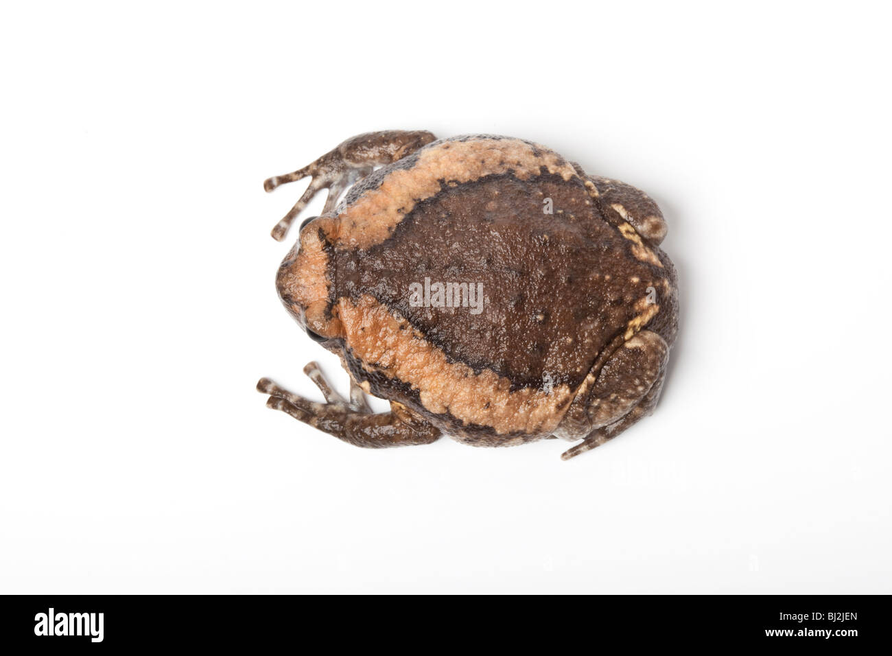 Asian Bullfrog, or Chubby Frog, Kaloula pulchra Stock Photo - Alamy
