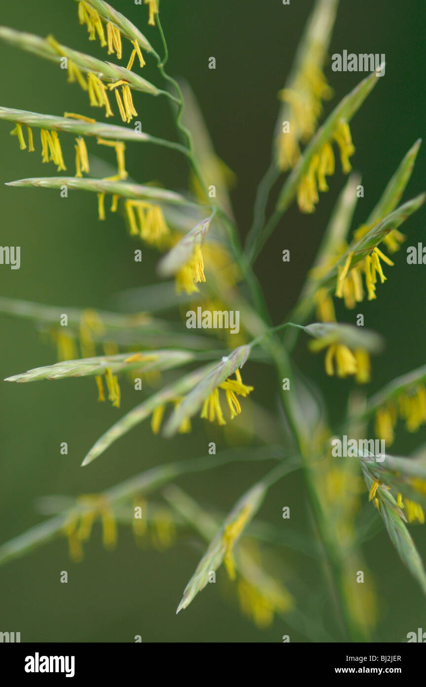 Grass flowering hi-res stock photography and images - Alamy