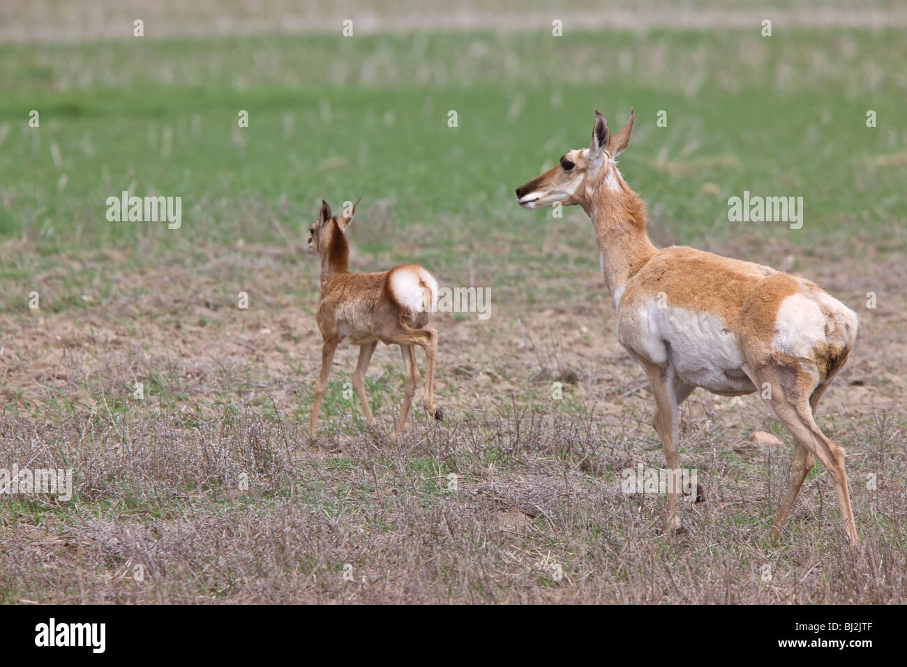 Baby pronghorn antelope hi-res stock photography and images - Alamy