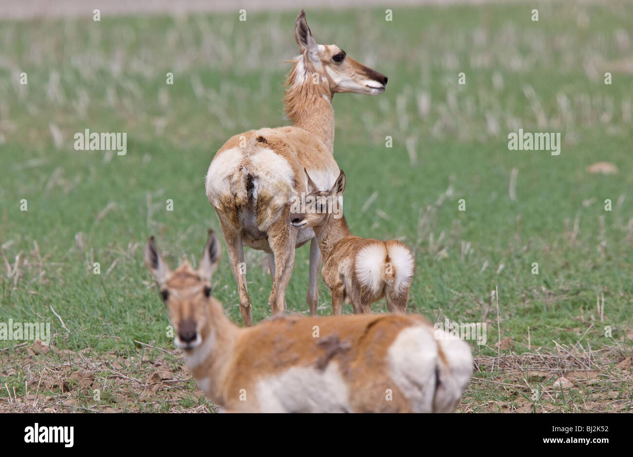 Baby pronghorn antelope hi-res stock photography and images - Alamy