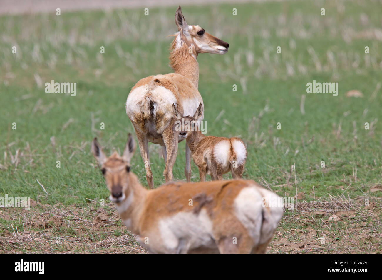 Baby pronghorn antelope hi-res stock photography and images - Alamy