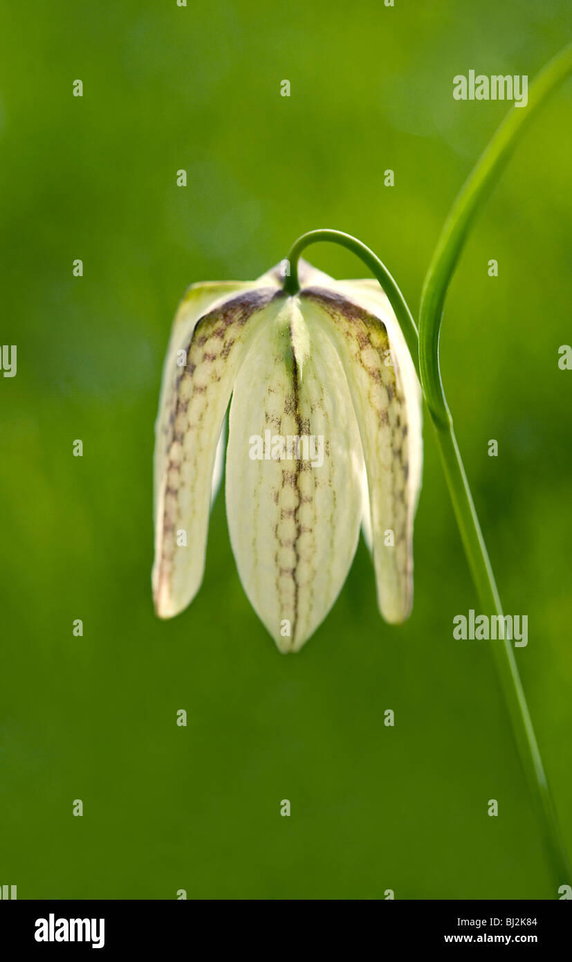 White snakes head fritillary, Fritillaria meleagris, wiith faint ...