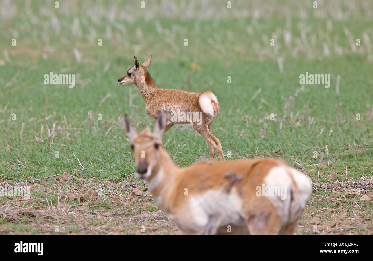 Pronghorn Antelope Saskatchewan and baby Stock Photo - Alamy