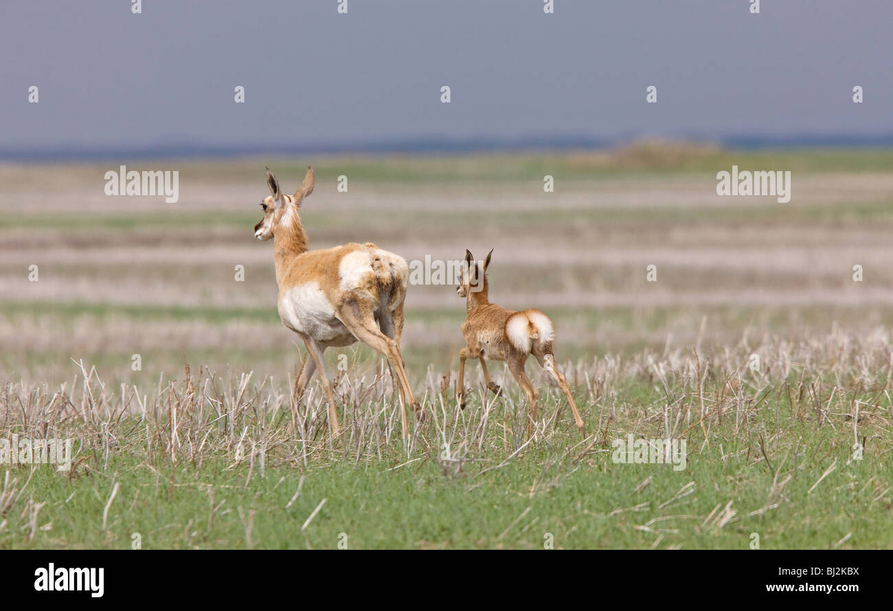Baby pronghorn antelope hi-res stock photography and images - Alamy