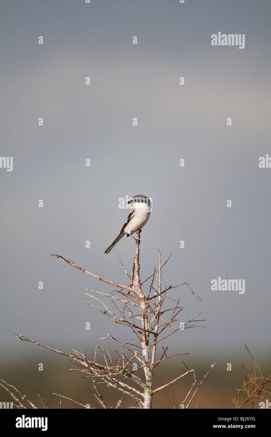 Loggerhead shrike butcher bird hi-res stock photography and images - Alamy