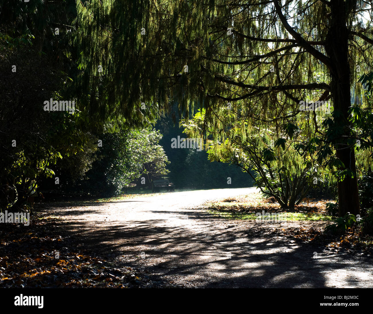 Juniperus Recurva v coxii, Drooping Juniper, hanging over a pathway at ...