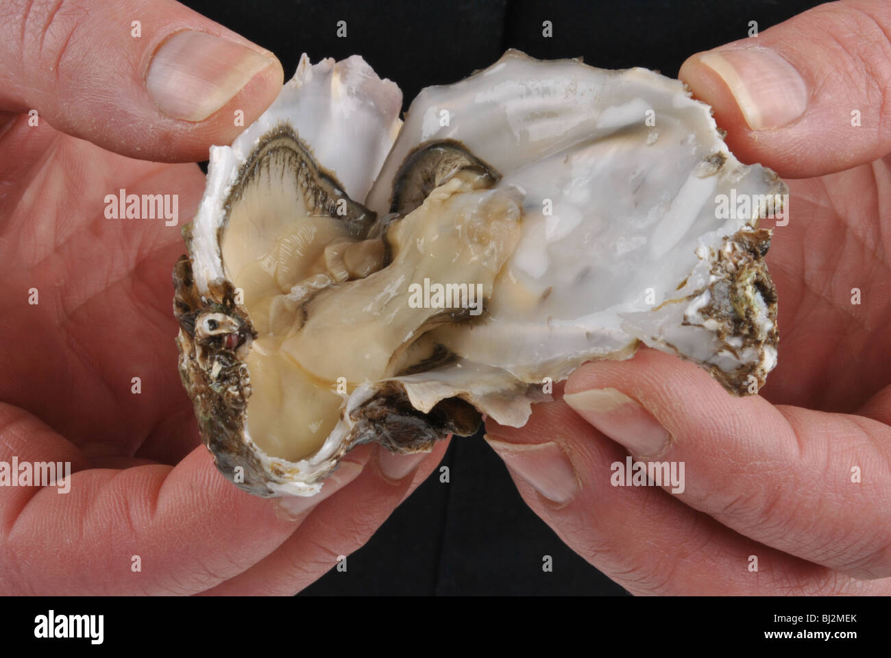 Open oyster shell one hi-res stock photography and images - Alamy