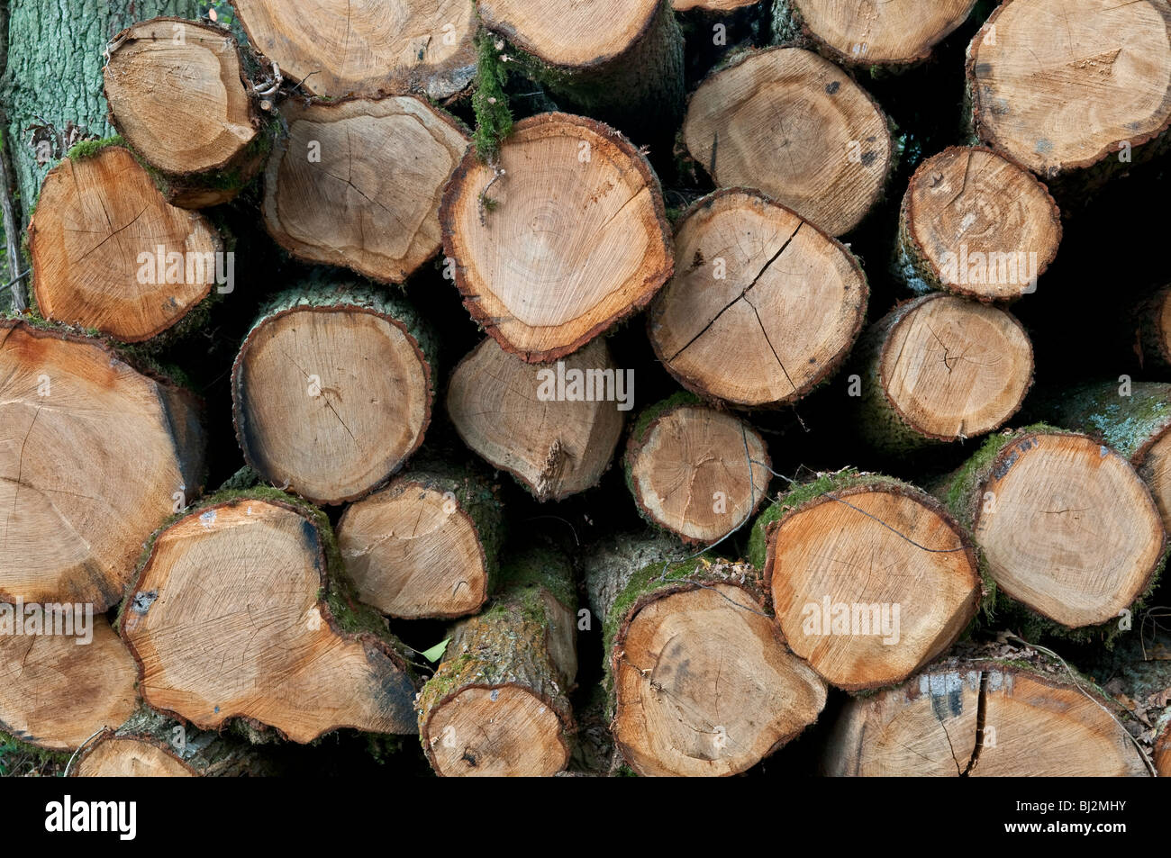 Recently cut oak trees. Sussex, England Stock Photo - Alamy