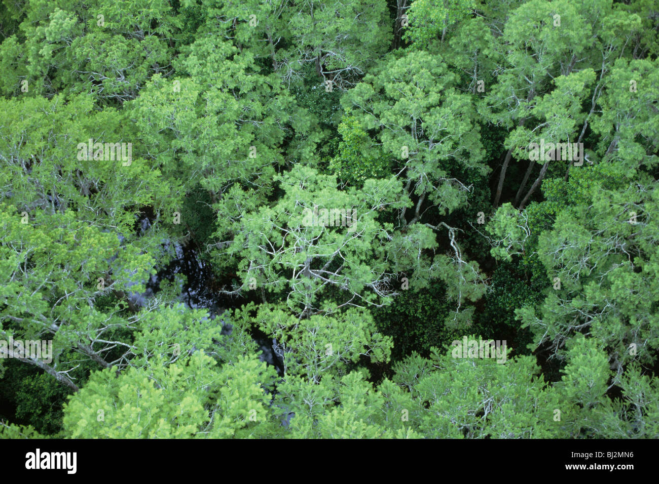 Suwanee river hi-res stock photography and images - Alamy