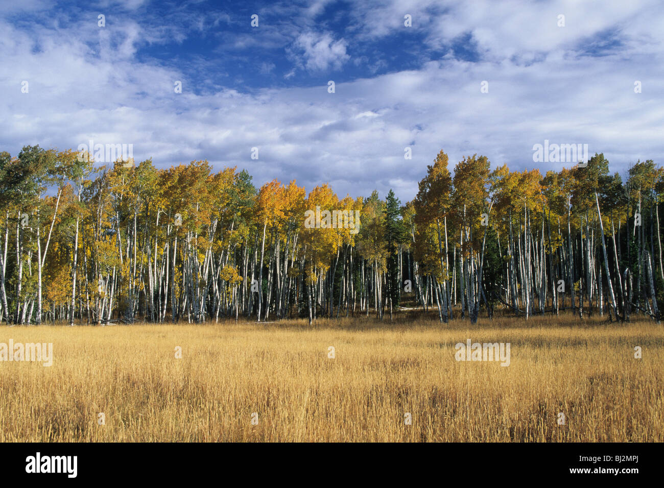 Aspen trees (Populus tremuloides Stock Photo - Alamy