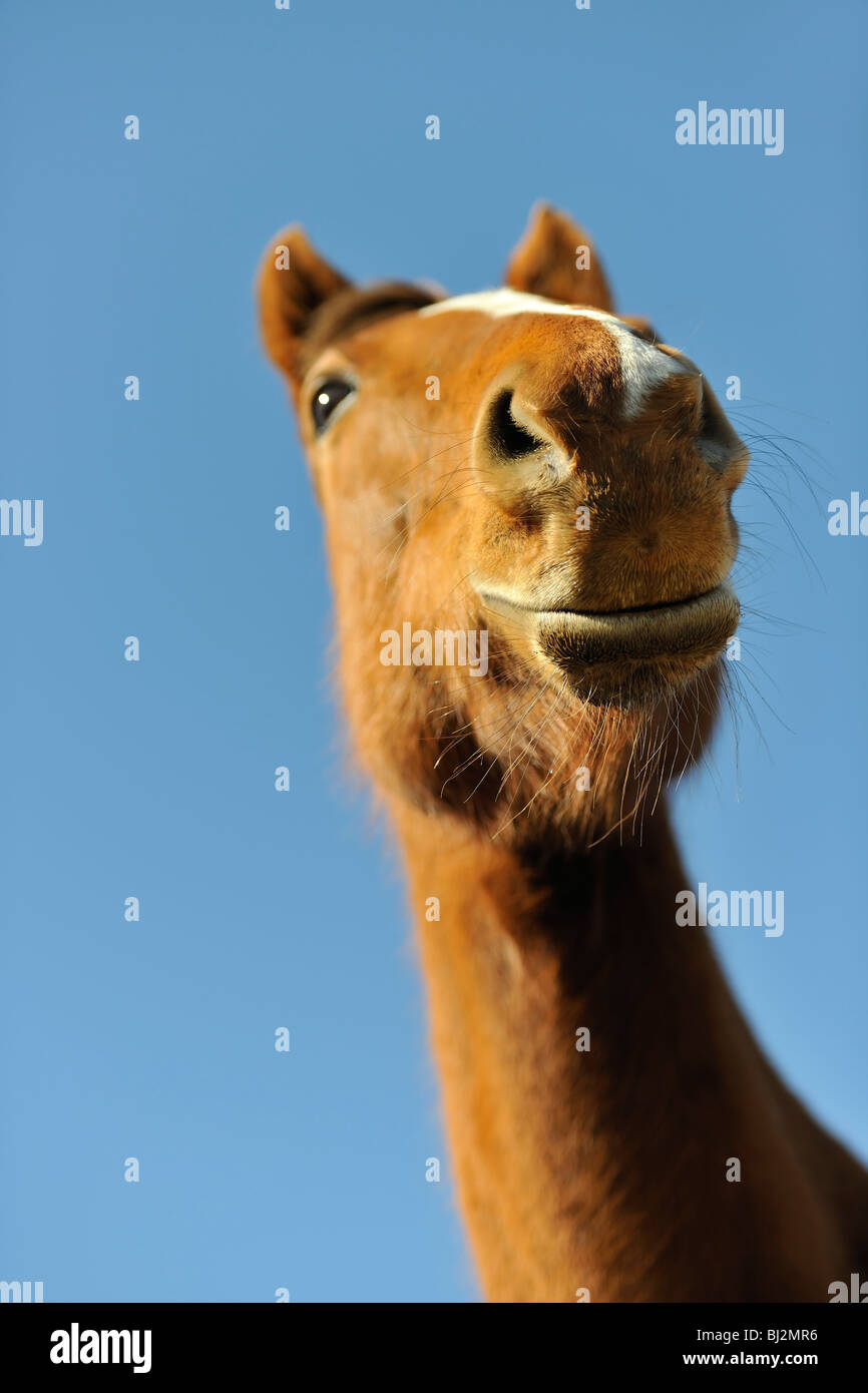Funny horse face hi-res stock photography and images - Alamy