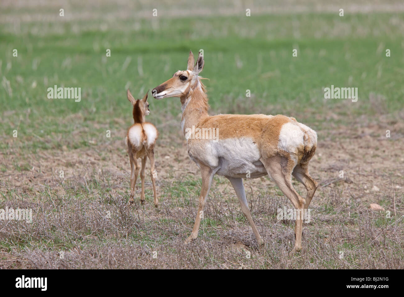 Pronghorn antelope saskatchewan hi-res stock photography and images - Alamy