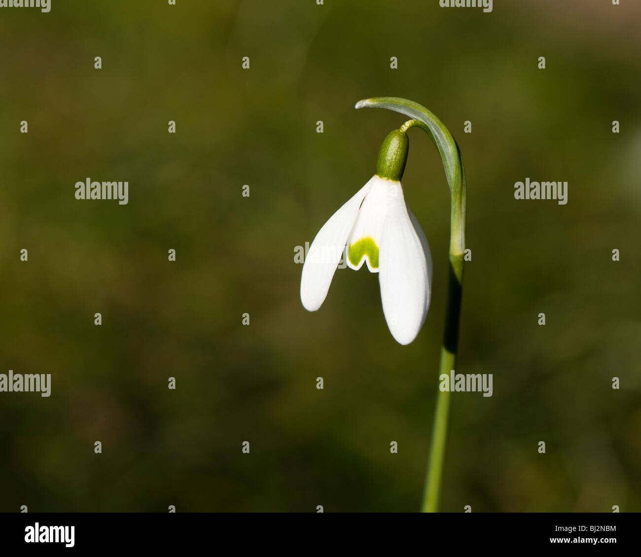 Snowdrop close up hi-res stock photography and images - Alamy