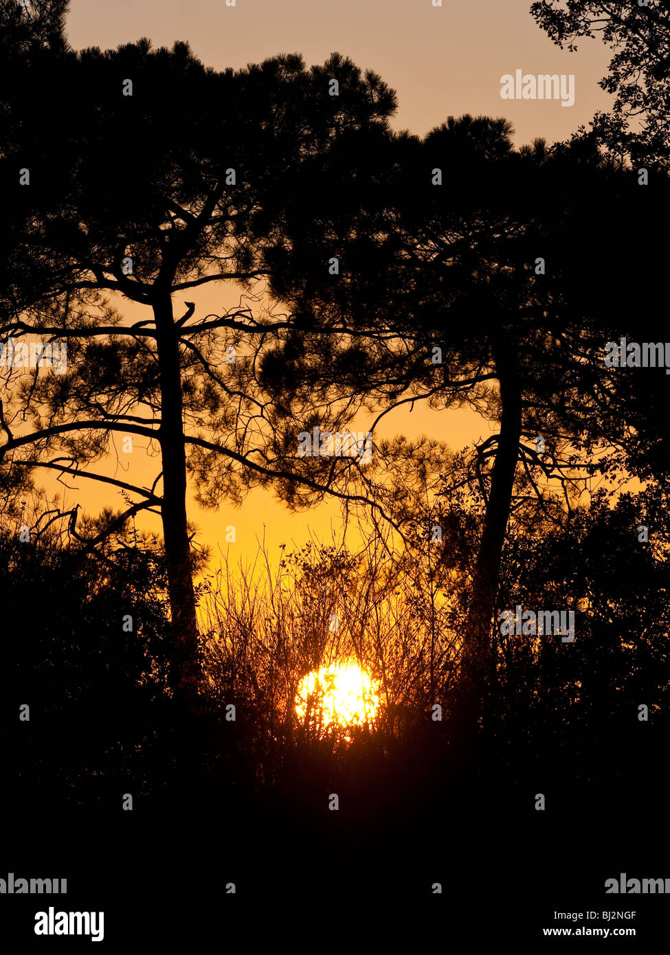 Setting sun through branches hi-res stock photography and images - Alamy