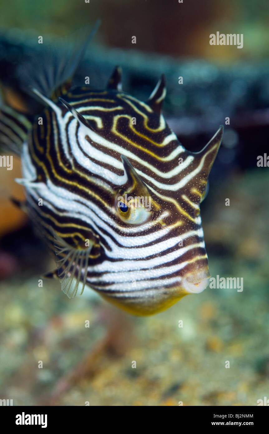 Shaw's Cowfish, Aracana aurita, Edithburg Jetty, South Australia Stock ...
