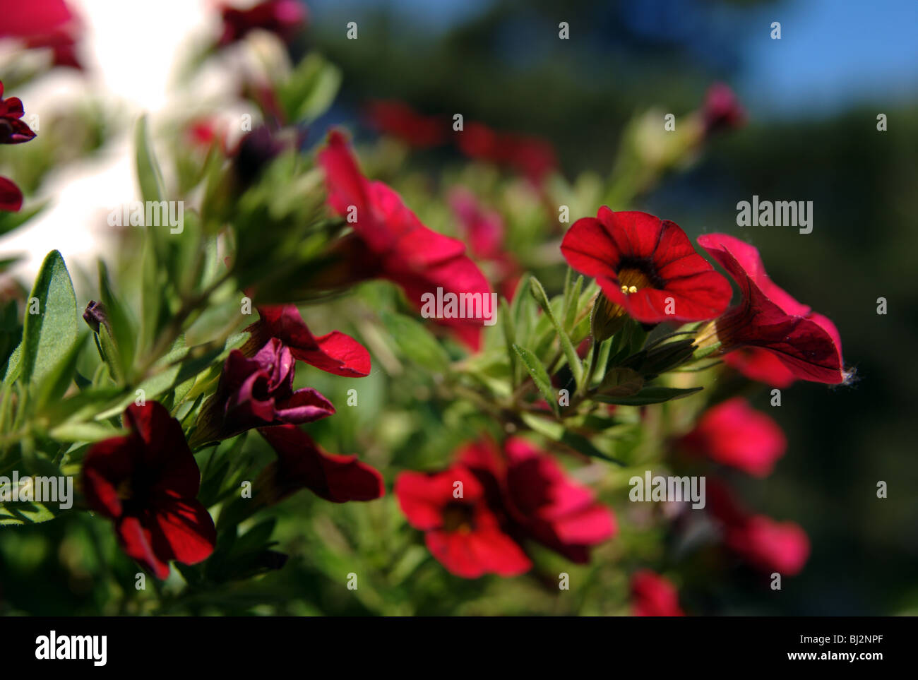 Million bells - Cherry red Stock Photo - Alamy