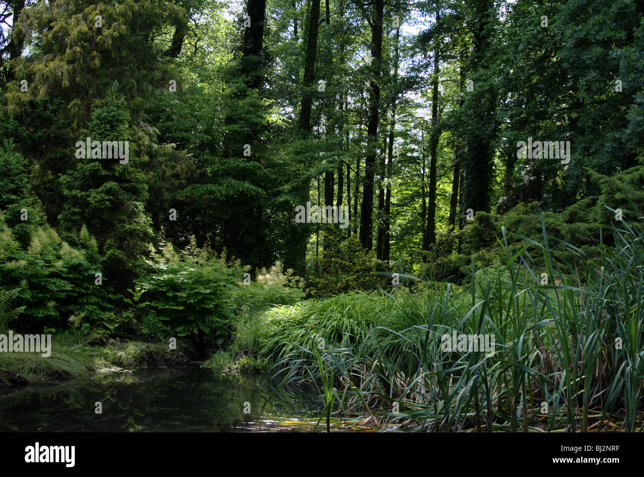 Pond in the forest Stock Photo - Alamy