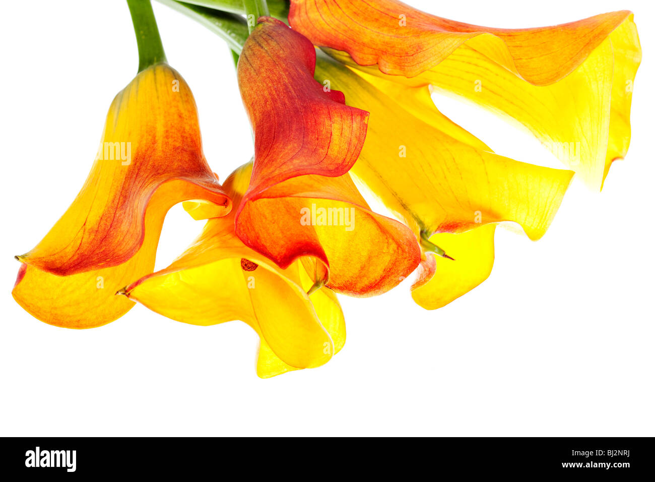 Yellow callas bouquet isolated on white Stock Photo - Alamy