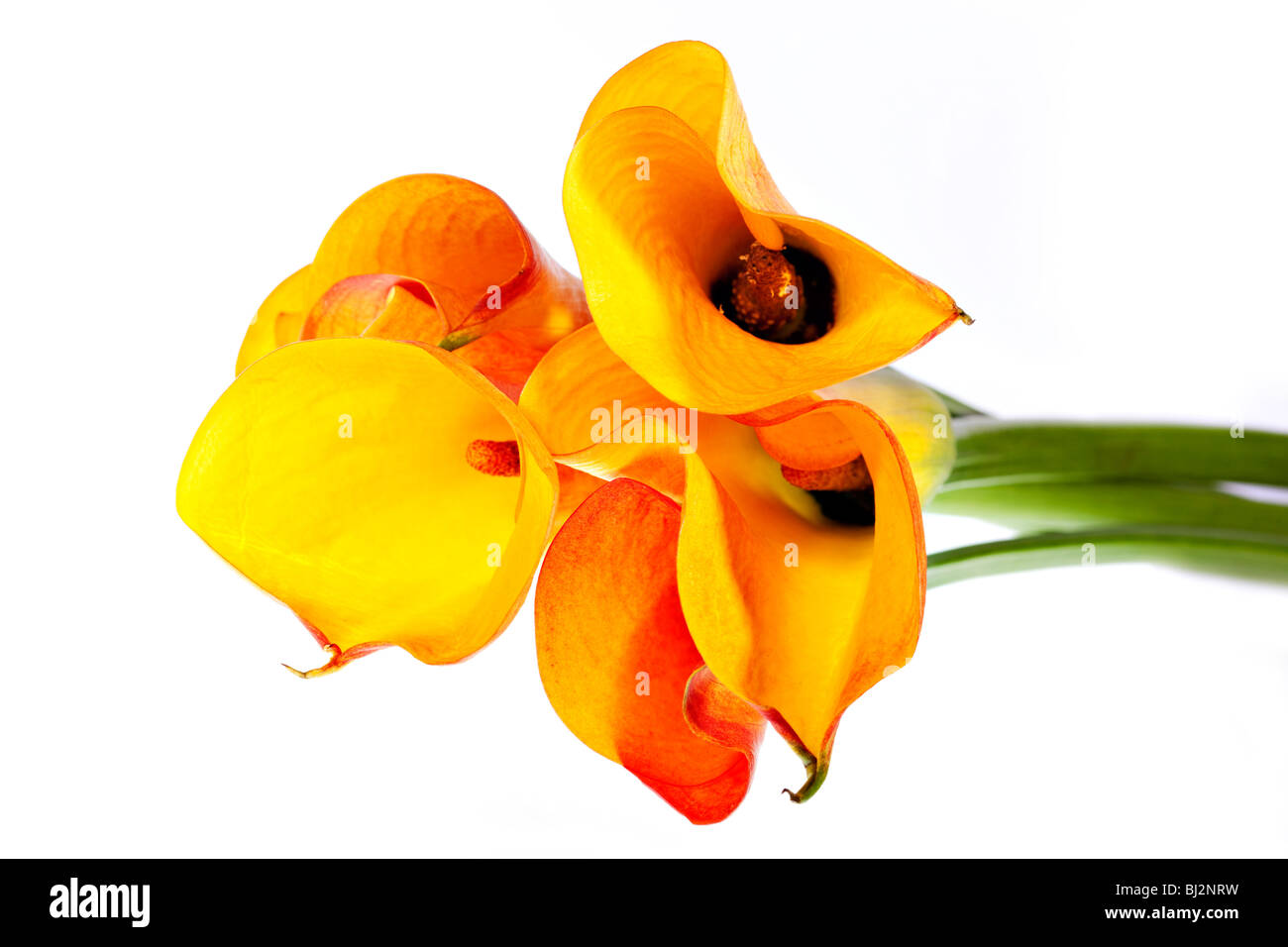 Yellow callas bouquet isolated on white Stock Photo - Alamy