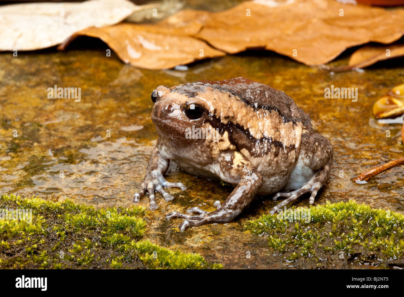 Asian Bullfrog, or Chubby Frog, Kaloula pulchra Stock Photo - Alamy