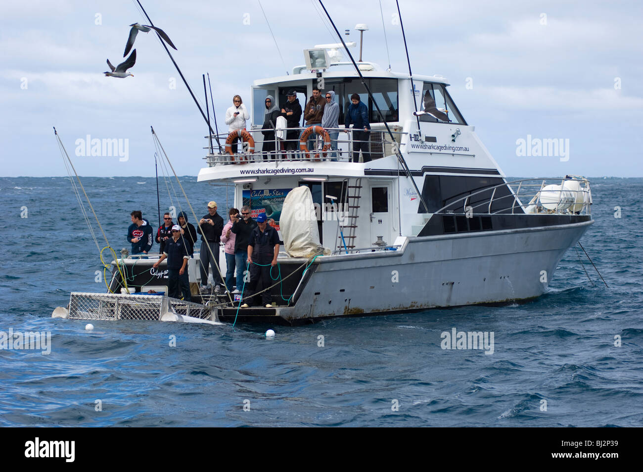 On board the Rodney Fox boat with shark cage, Neptune Islands, South ...