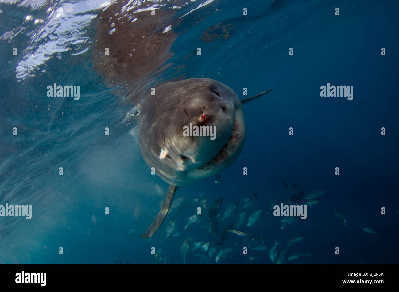 Neptune islands hi-res stock photography and images - Alamy