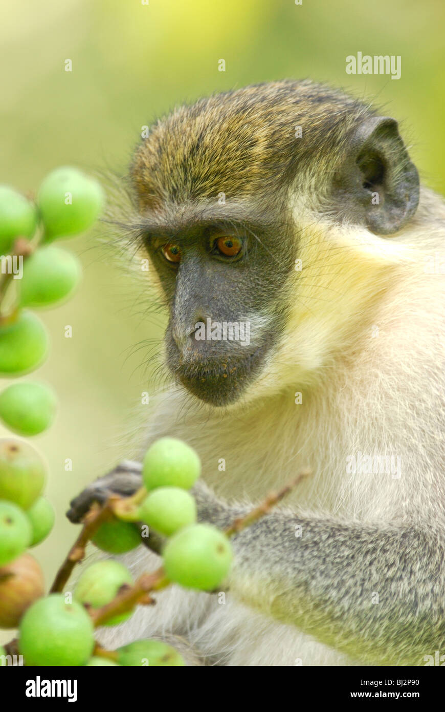 Green Vervet Monkey (Chlorocebus sabaeus) feedling on fruit in the ...