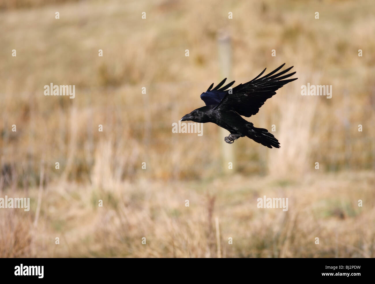 Crow corvid raven flying flight fly wales wildlife bird hi-res stock ...