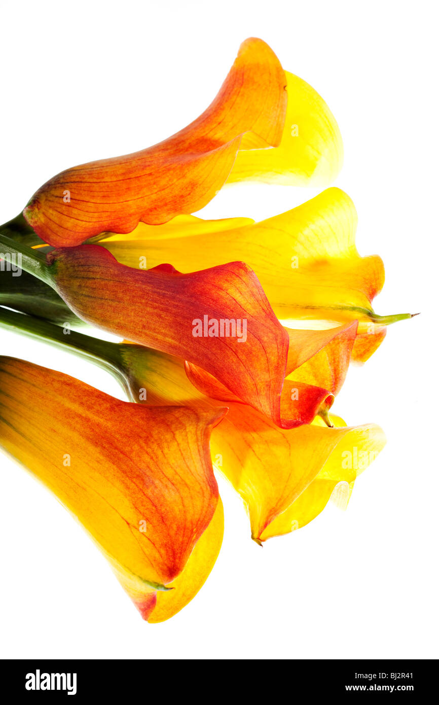Yellow callas bouquet isolated on white Stock Photo - Alamy