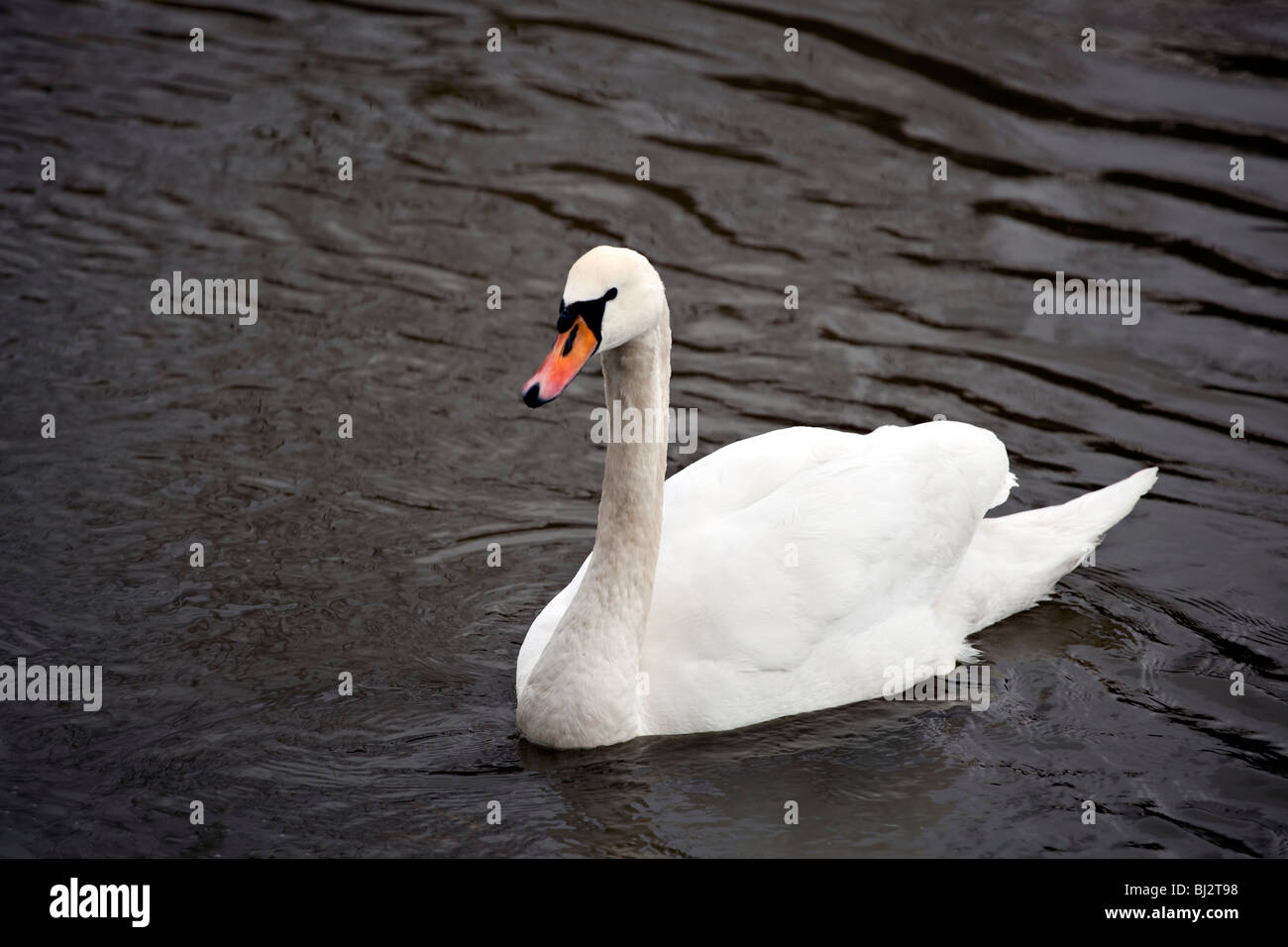 Swan gathering hi-res stock photography and images - Alamy