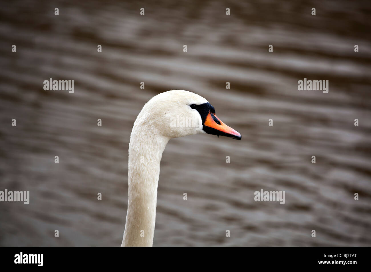 Beautiful swan in nature Stock Photo - Alamy