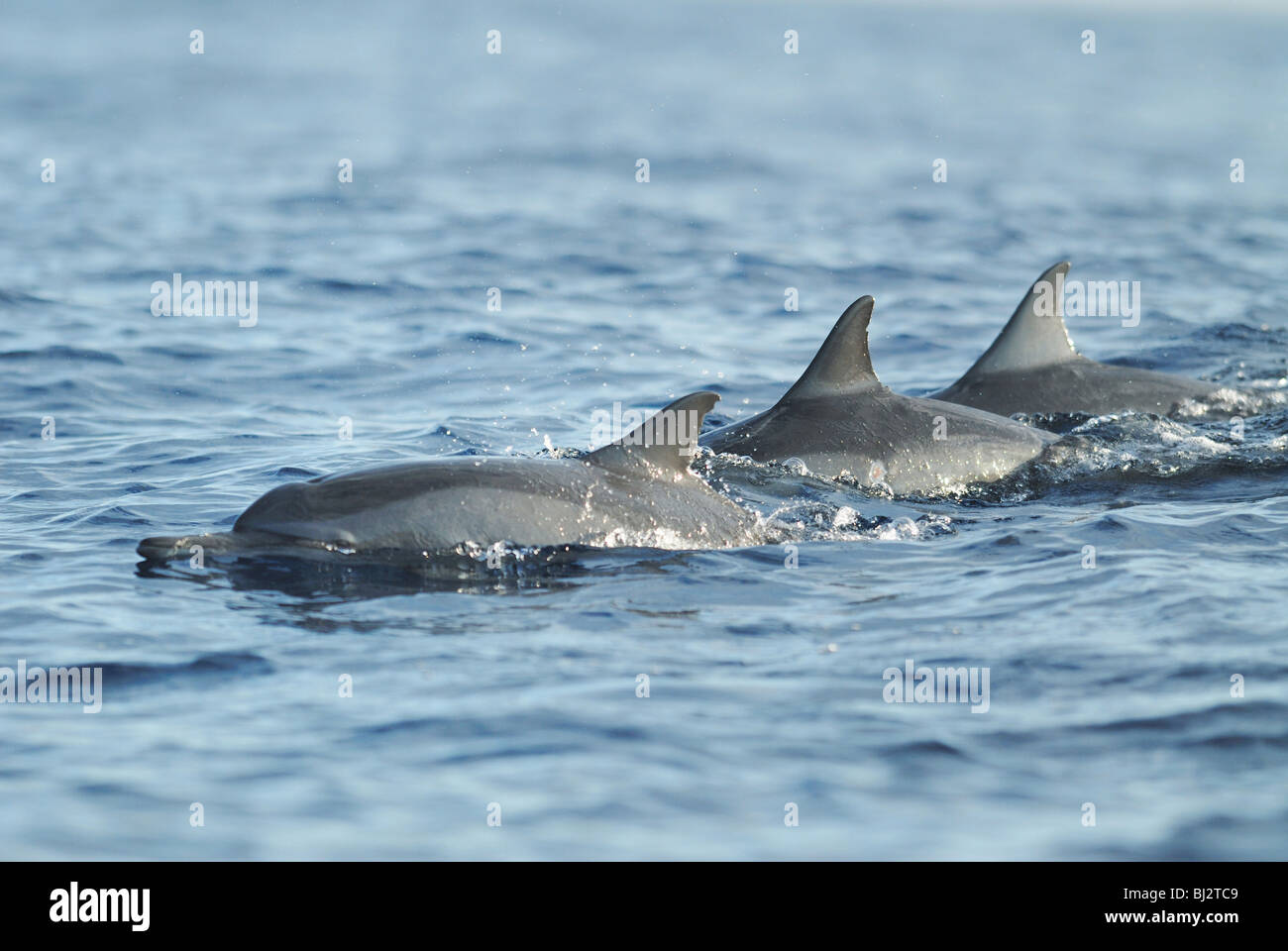 Indo pacific bottlenose dolphins hi-res stock photography and images ...