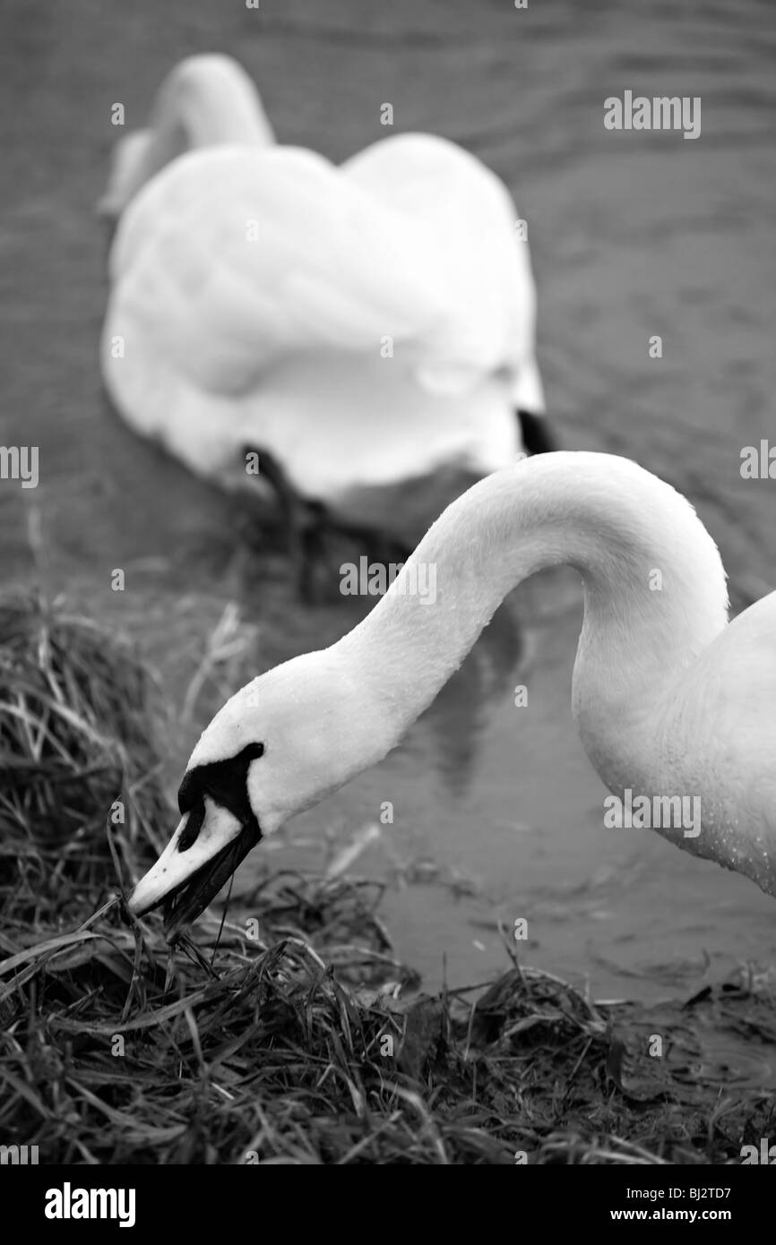 Beautiful swan in nature Stock Photo - Alamy