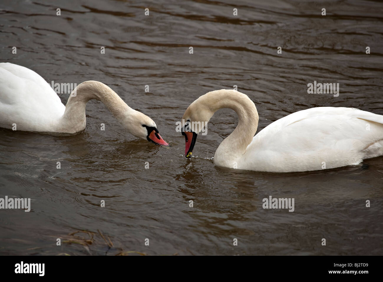 Beautiful swan in nature Stock Photo - Alamy