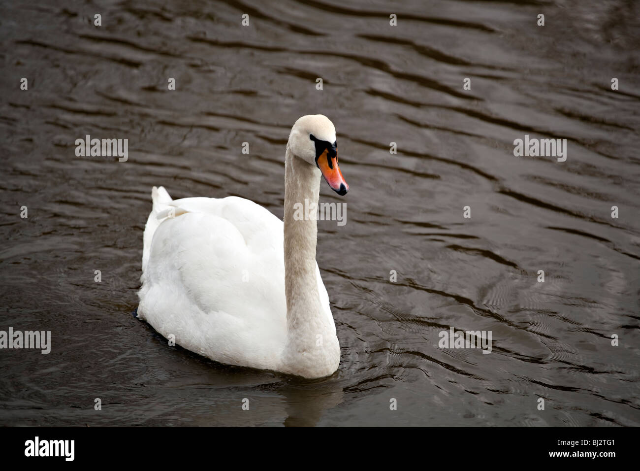 Beautiful swan in nature Stock Photo - Alamy