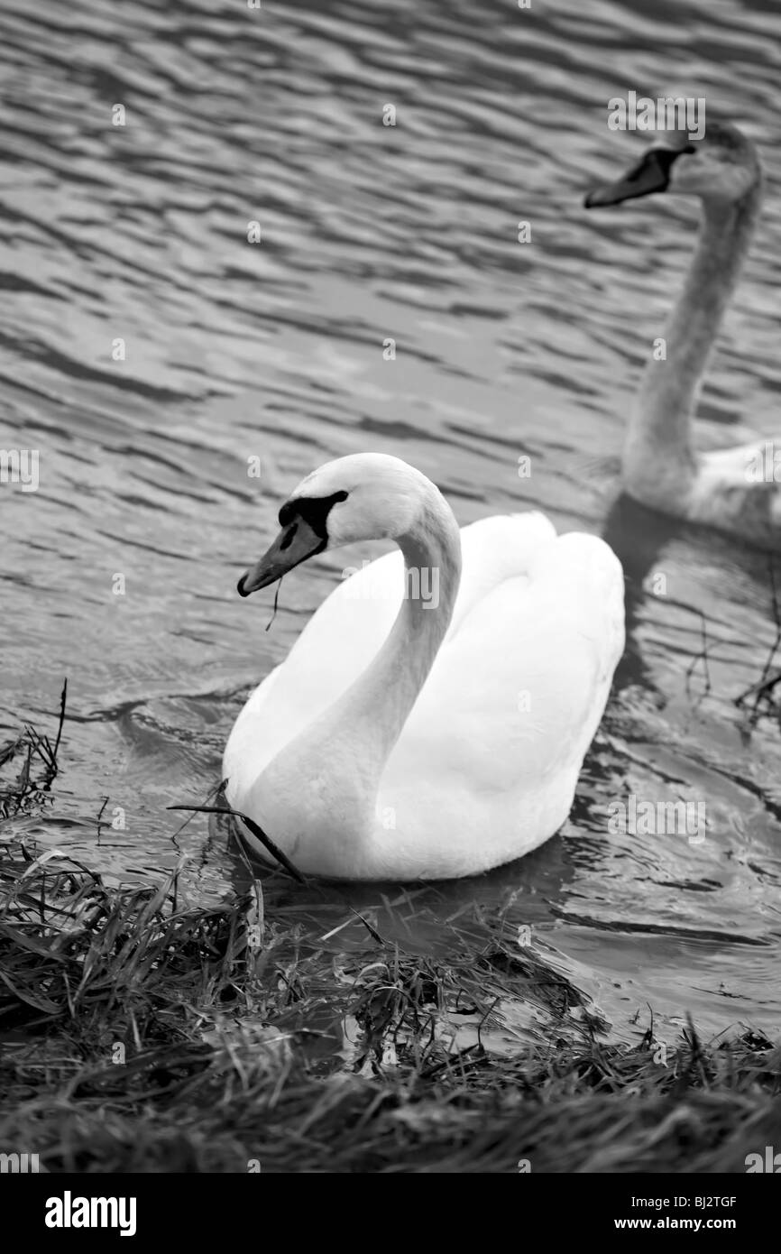 Grace of nature Black and White Stock Photos & Images - Alamy