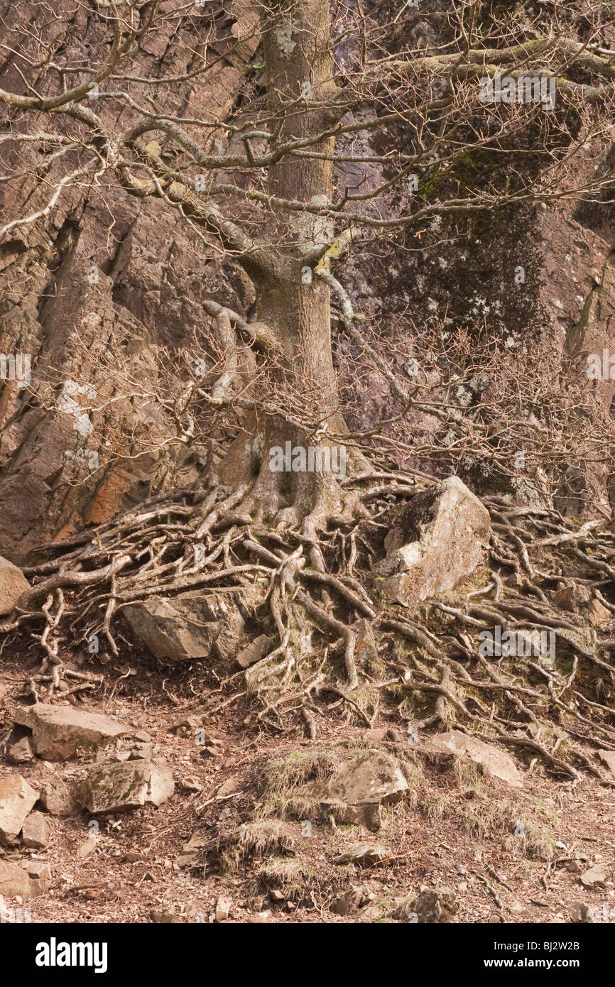 Oak tree roots in Borrowdale Lake District Cumbria UK hill side Stock ...