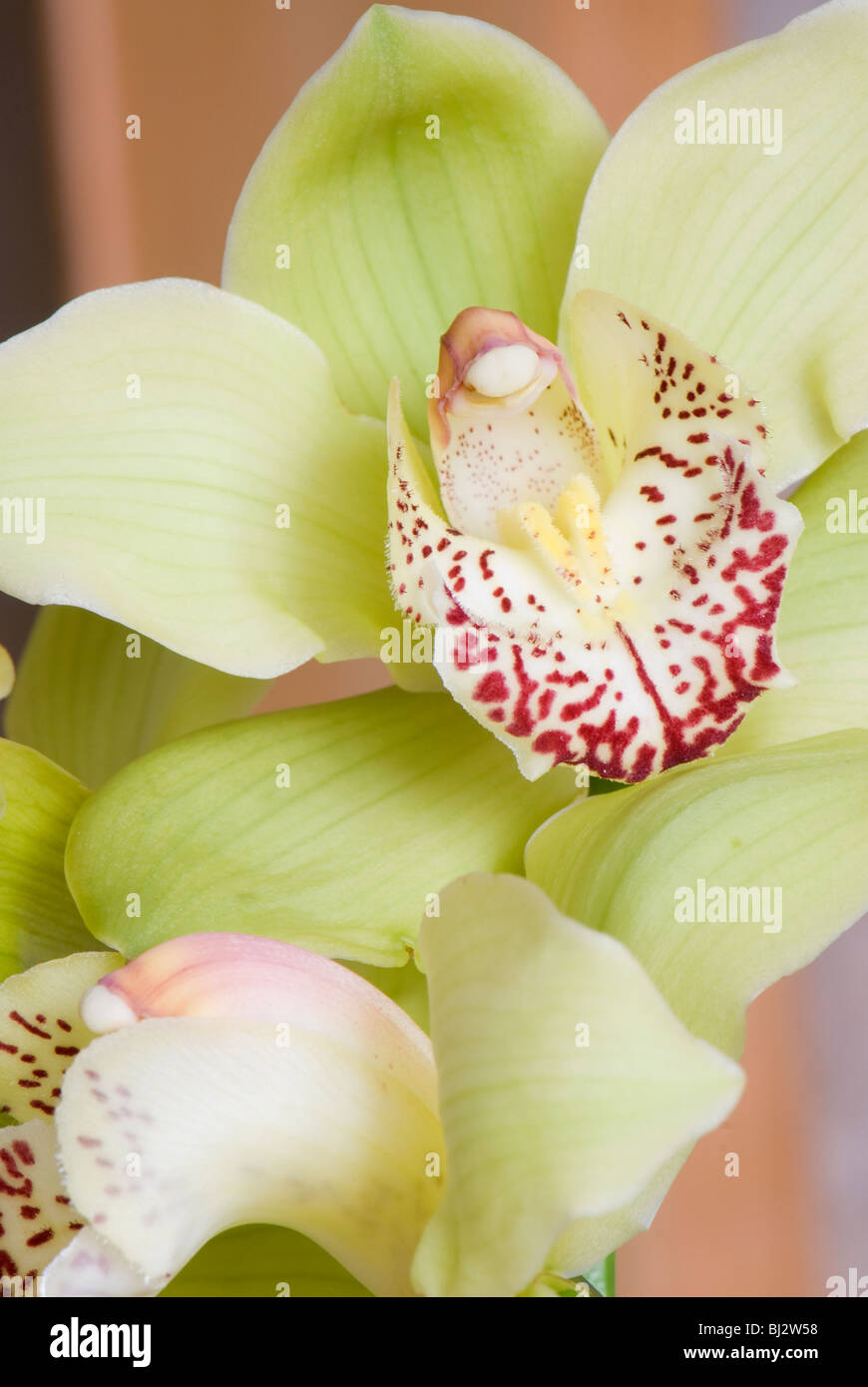 Close up of the orchid flower Stock Photo - Alamy