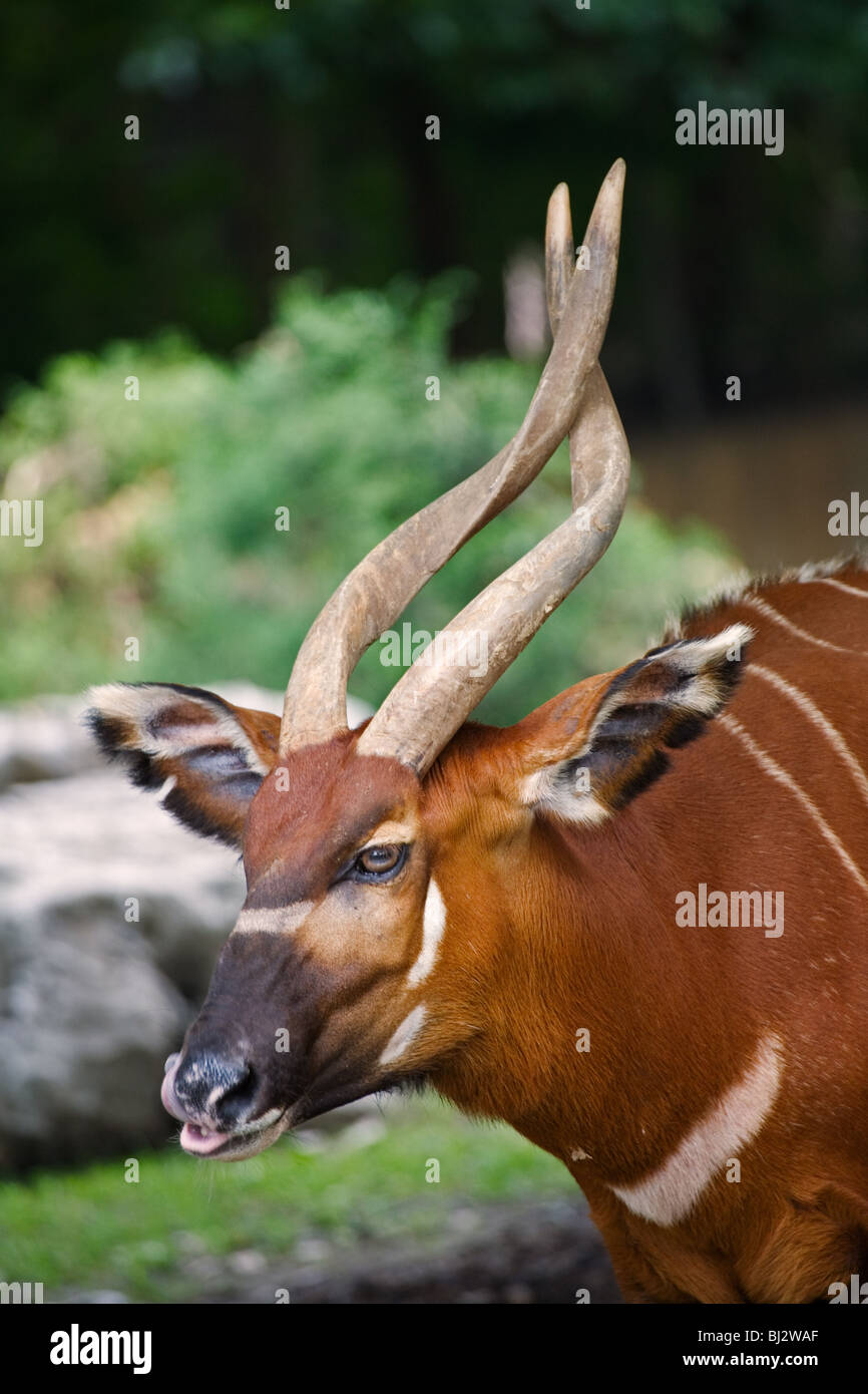 Bongo africa hi-res stock photography and images - Alamy