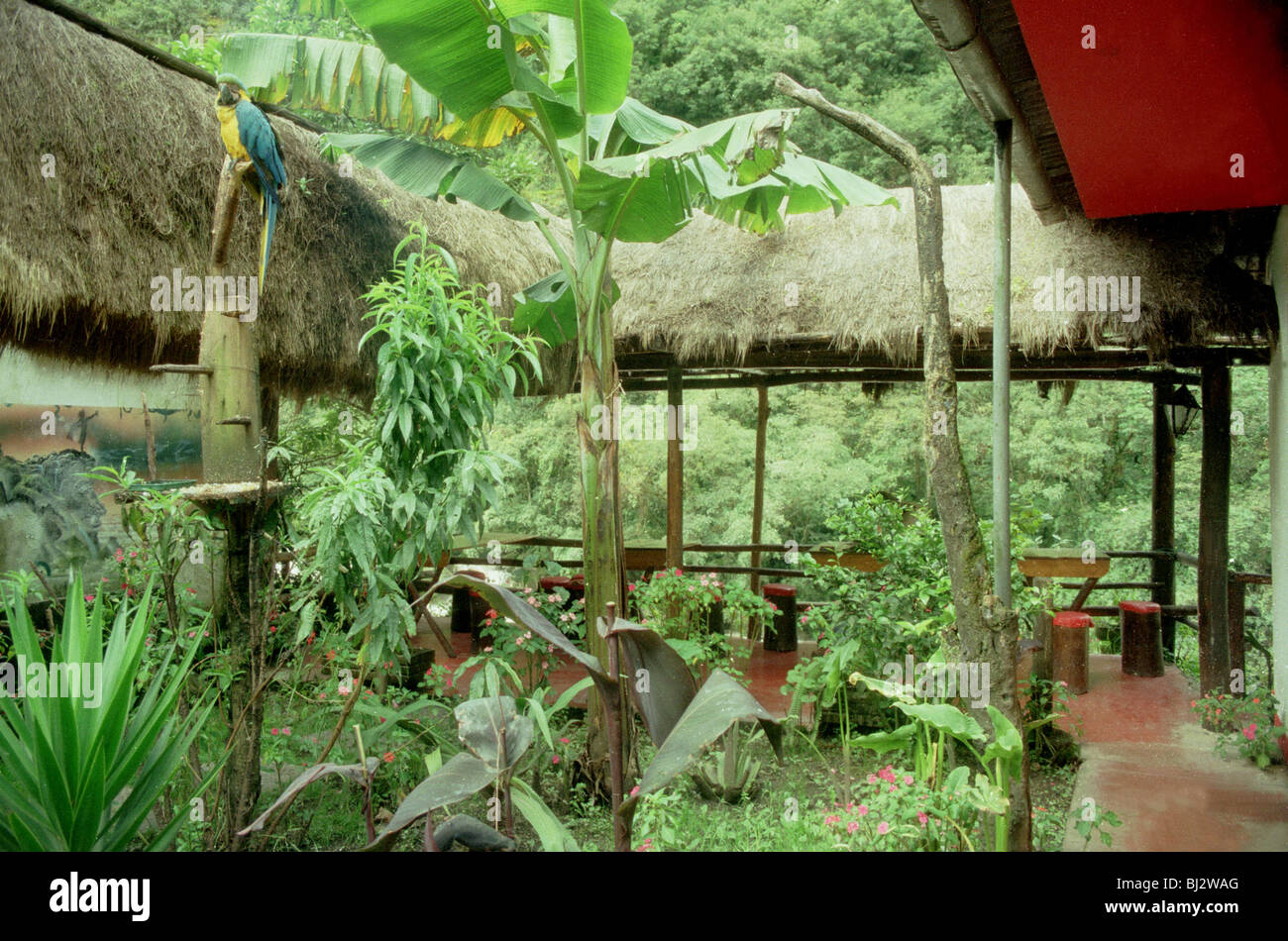 Garden in guest house in Peruvian Amazonia Stock Photo - Alamy